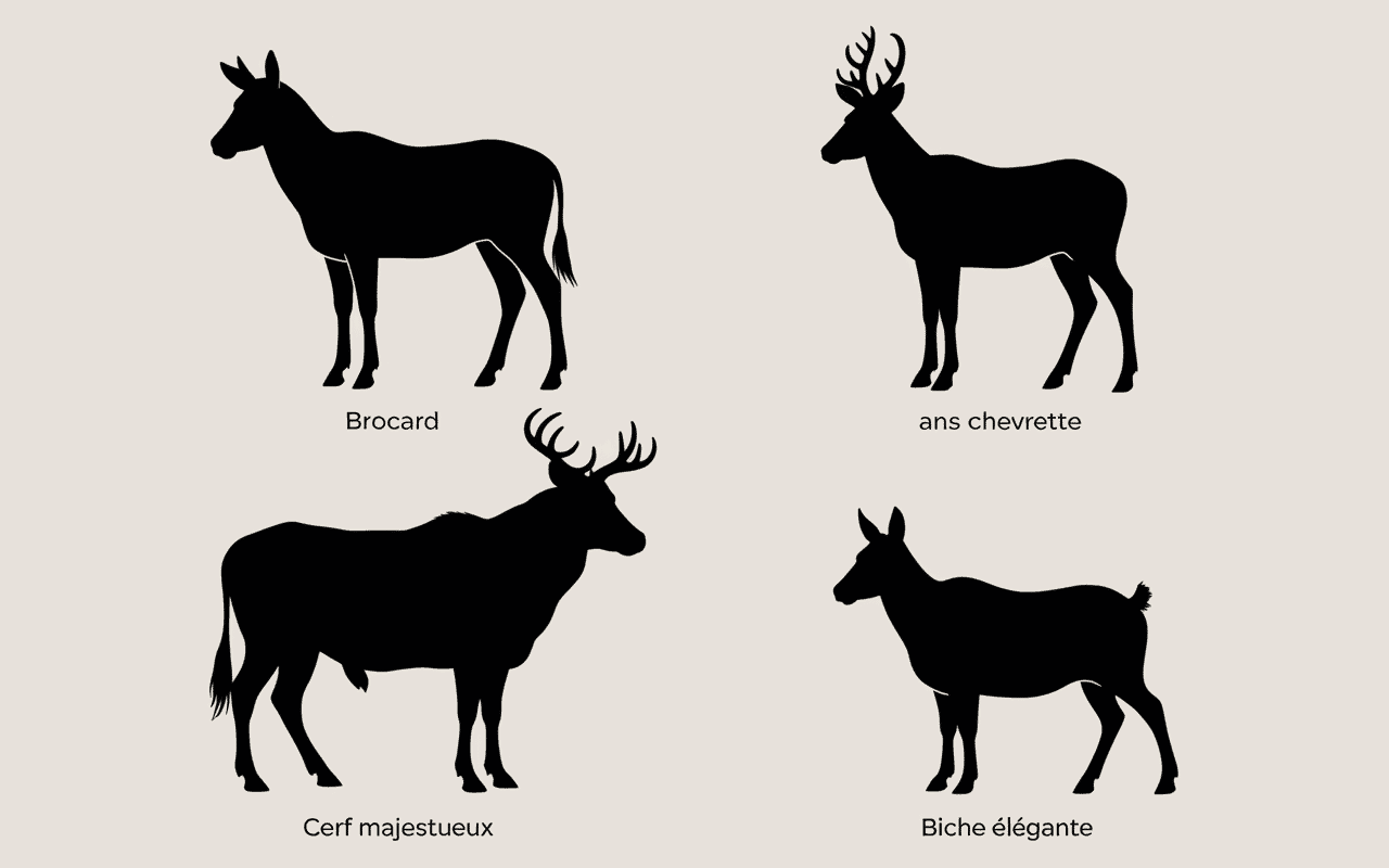 Chevreuil et Biche : Guide Pratique de Reconnaissance